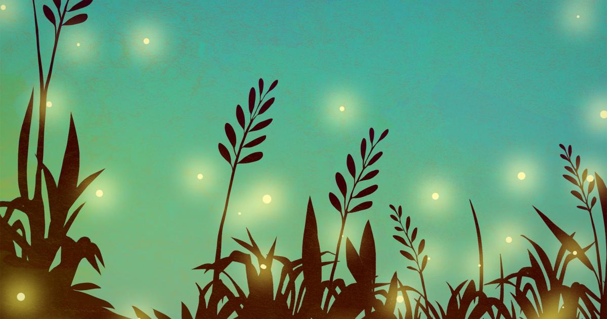 Fireflies | The Banner