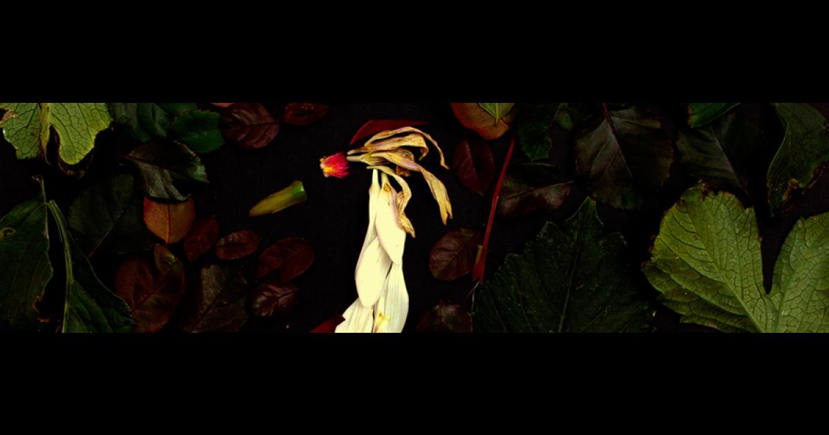 Fortunate Fall | The Banner