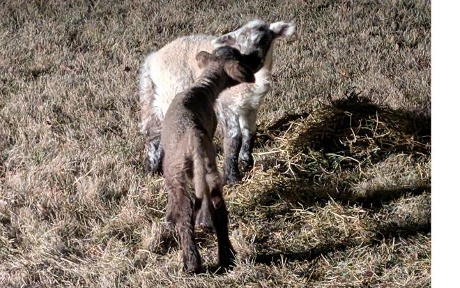 Baby Lambs, Starry Night Make For Realistic-feeling Nativity in South ...